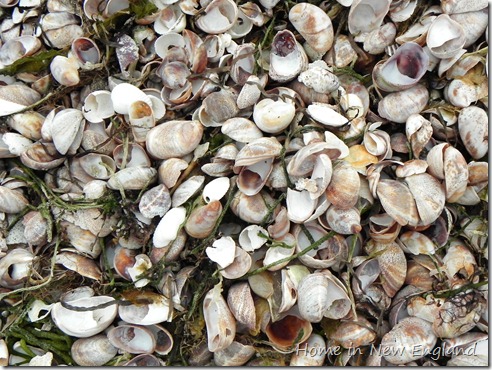 Home in New England: Cape Cod…Seashells by the Seashore & a little ...